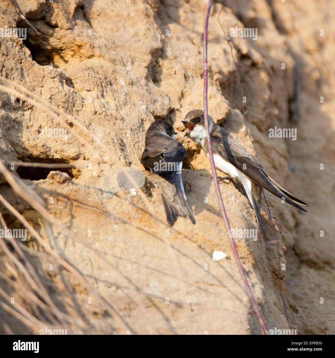 Riparia riparia hi-res stock photography and images - Alamy