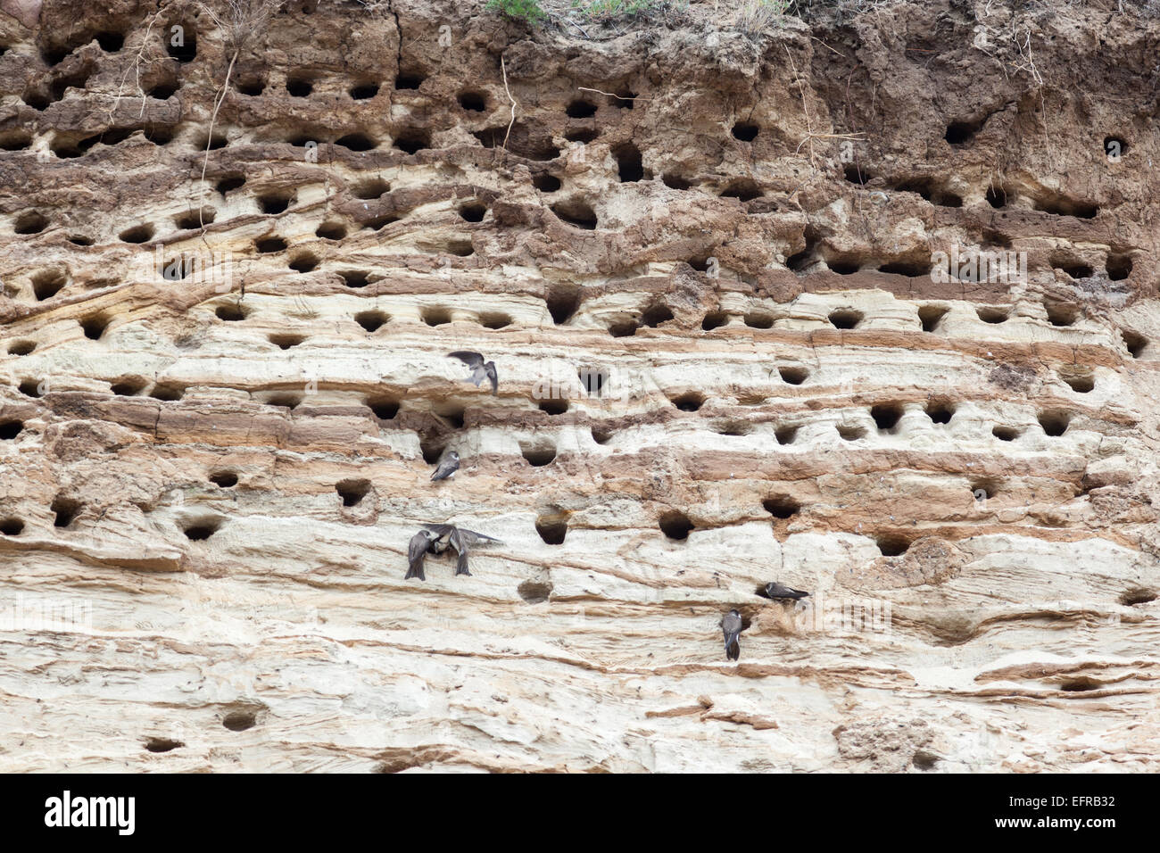 Sand Martin (Riparia riparia).Wild bird in a natural habitat Stock ...