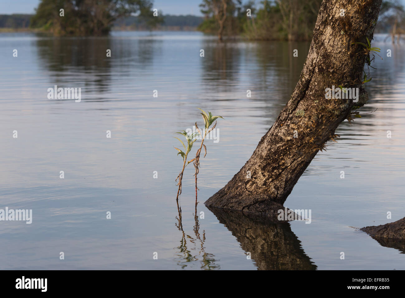 Drowned tree hi-res stock photography and images - Alamy
