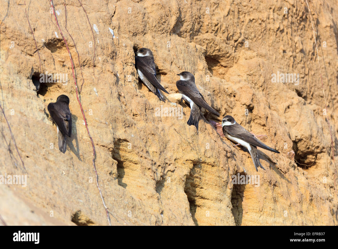 Sand Martin (Riparia riparia).Wild bird in a natural habitat Stock ...