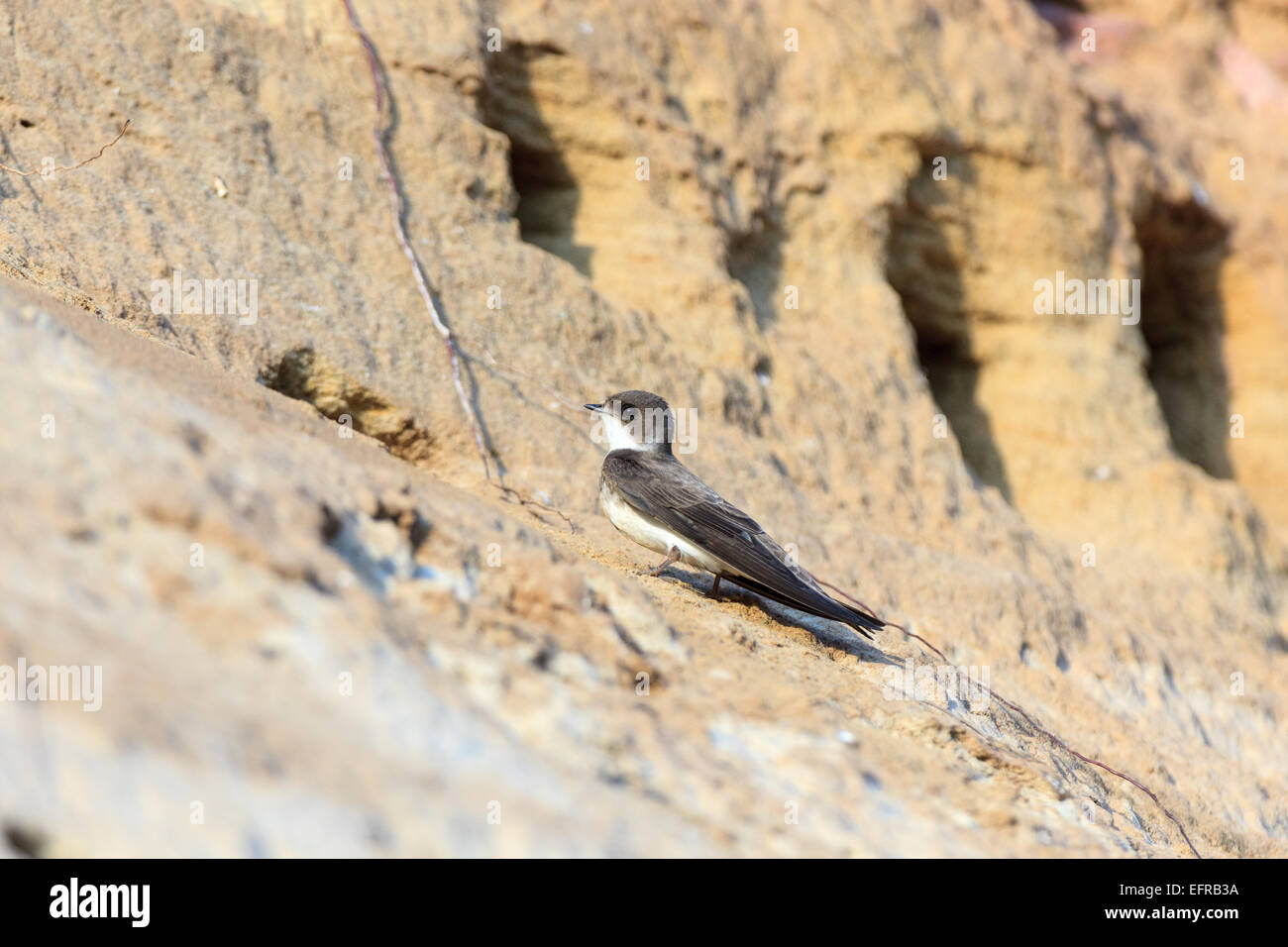 Sand Martin (Riparia riparia).Wild bird in a natural habitat Stock ...