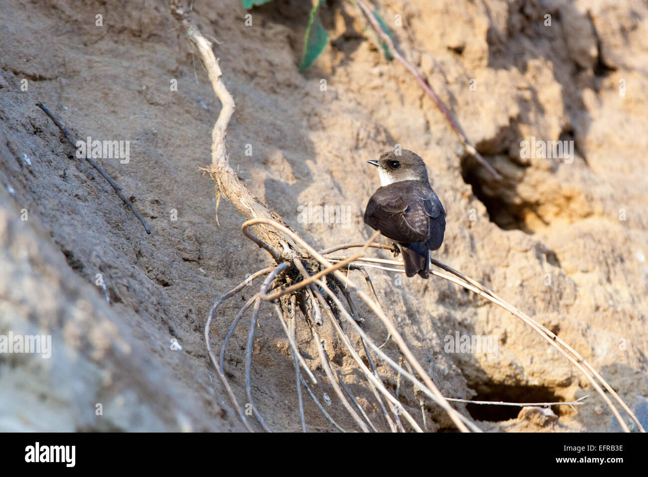 Sand Martin (Riparia riparia).Wild bird in a natural habitat Stock ...