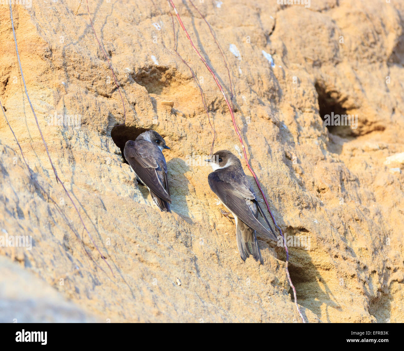 Sand Martin (Riparia riparia).Wild bird in a natural habitat Stock ...