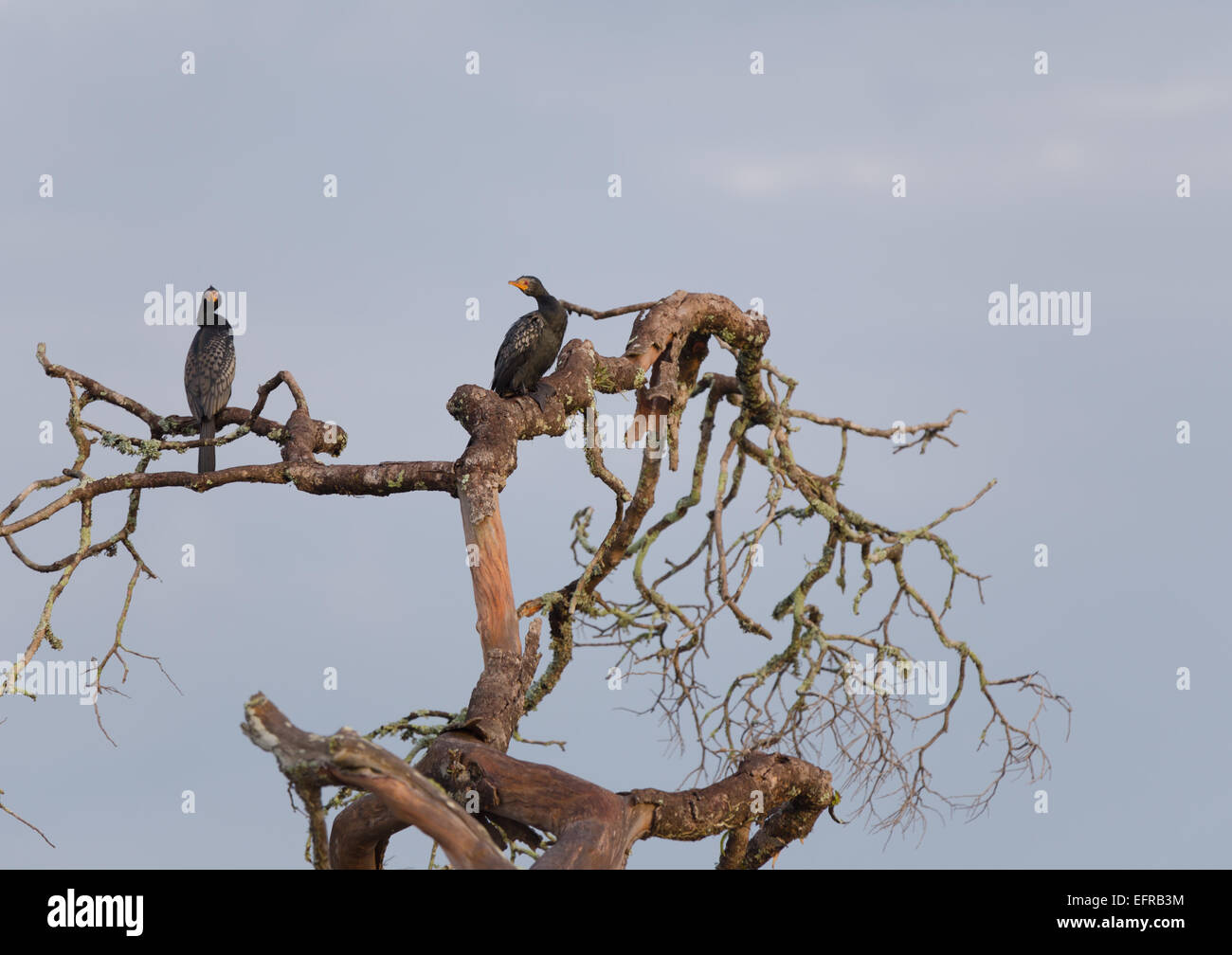 Waiting tree hi-res stock photography and images - Alamy