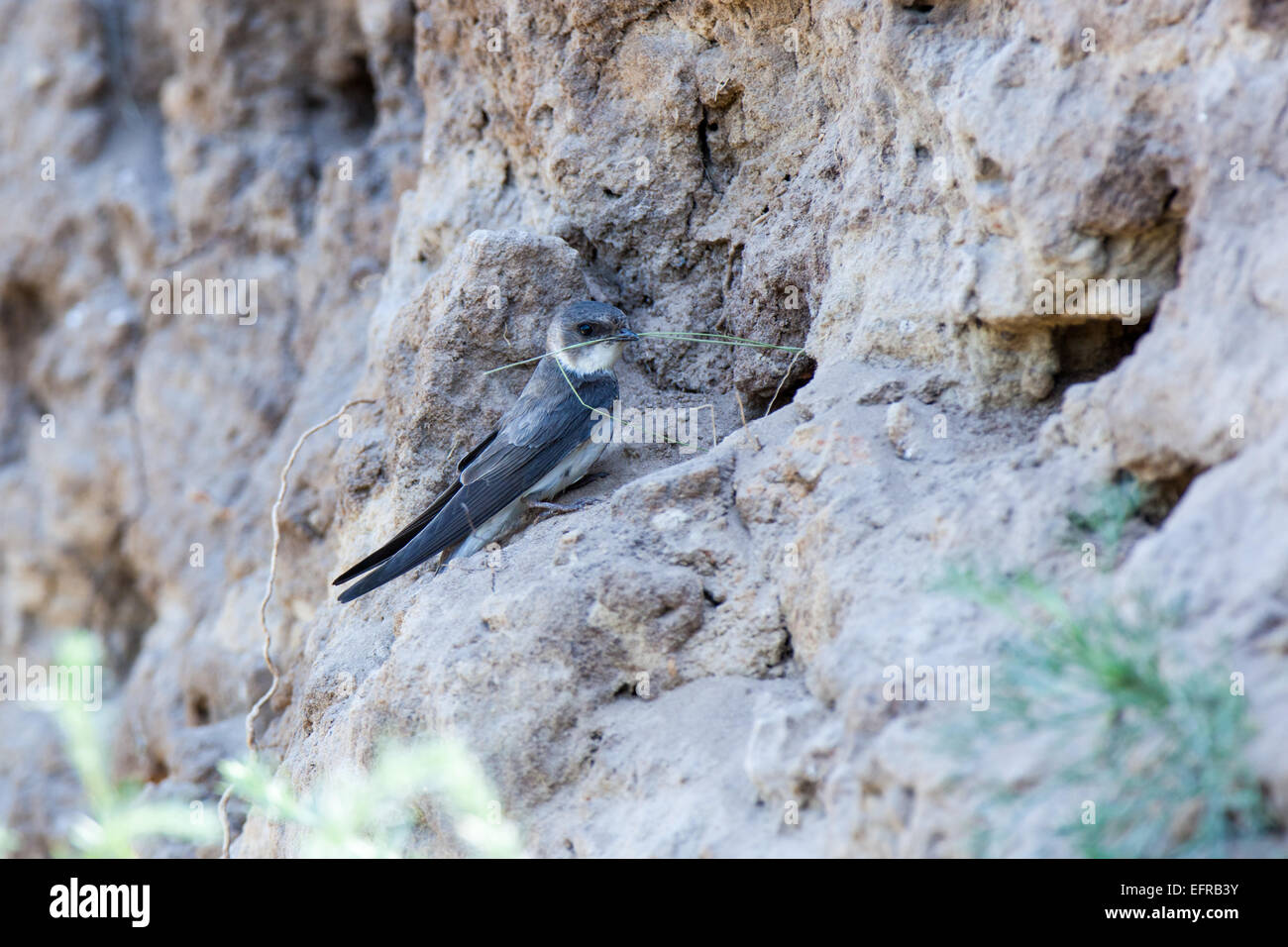 Sand Martin (Riparia riparia).Wild bird in a natural habitat Stock ...