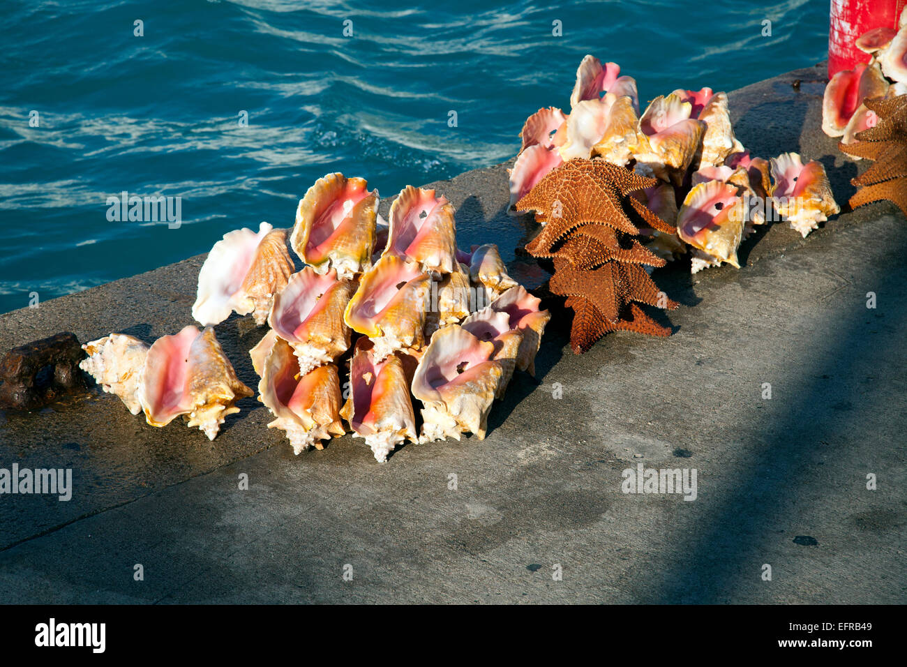 Conch shells and starfish on dock, Paradise Island, Bahamas Stock Photo ...