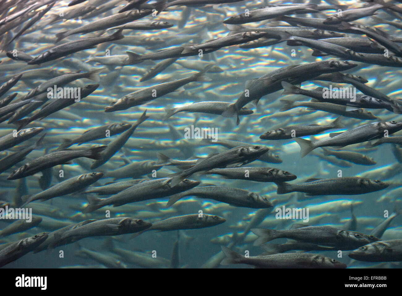 Flock of many big fishes are swimming under water Stock Photo - Alamy