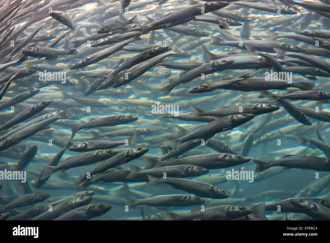 Flock of many big fishes are swimming under water Stock Photo - Alamy