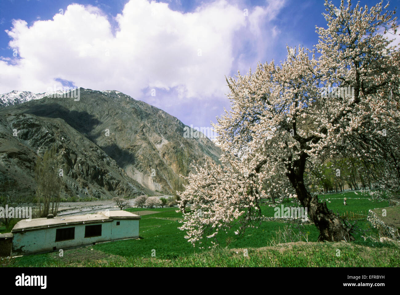 Apricot trees pakistan hi-res stock photography and images - Alamy