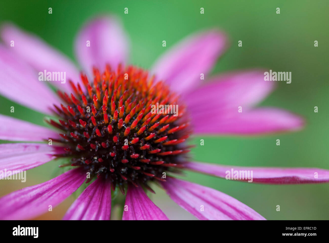 Beautiful Close Up Echinacea purpurea (Eastern Purple Coneflower Stock ...