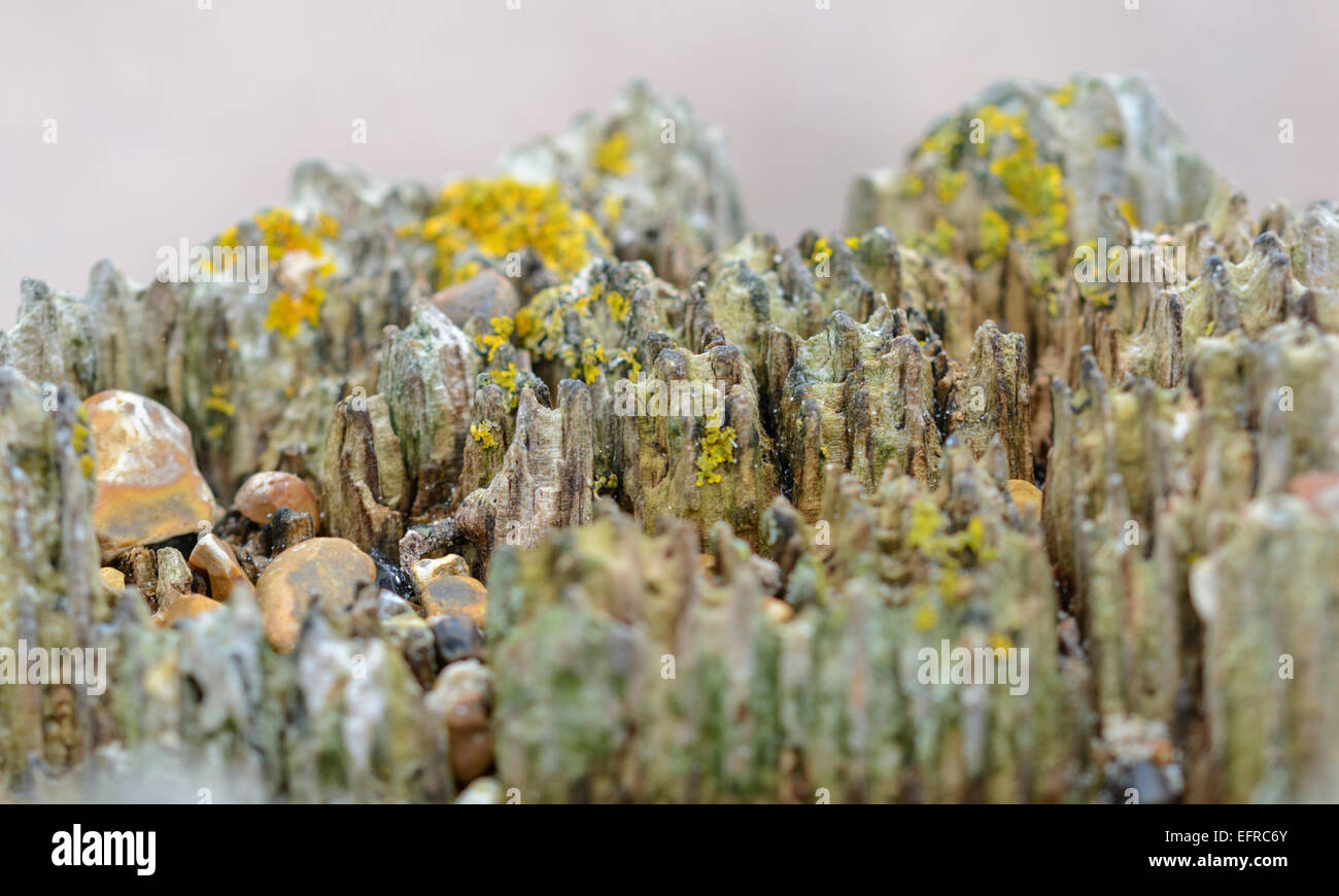 Rotting wood hi-res stock photography and images - Alamy