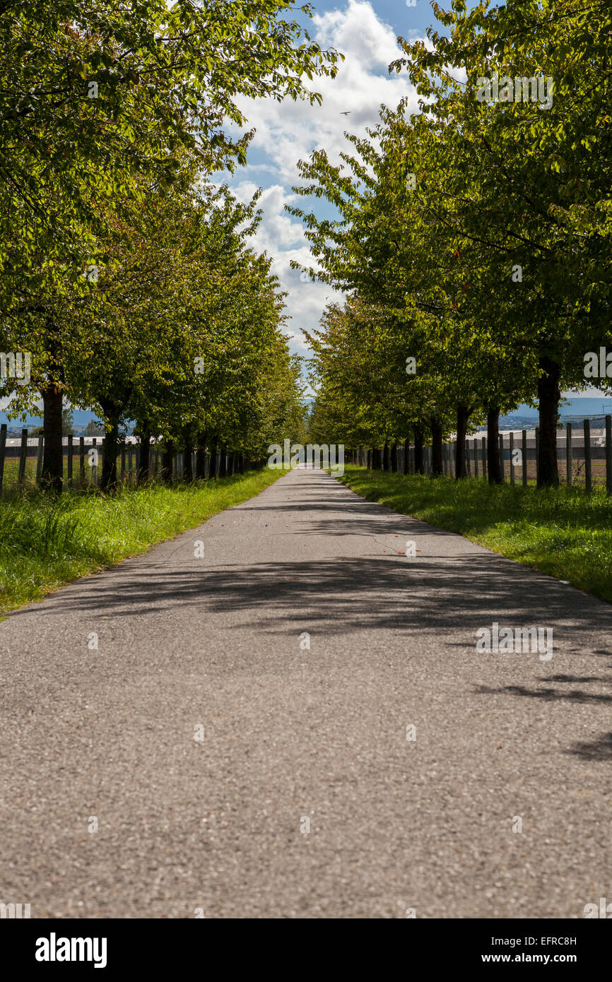 Scenic rural road lined on either side with leafy green trees and farm ...