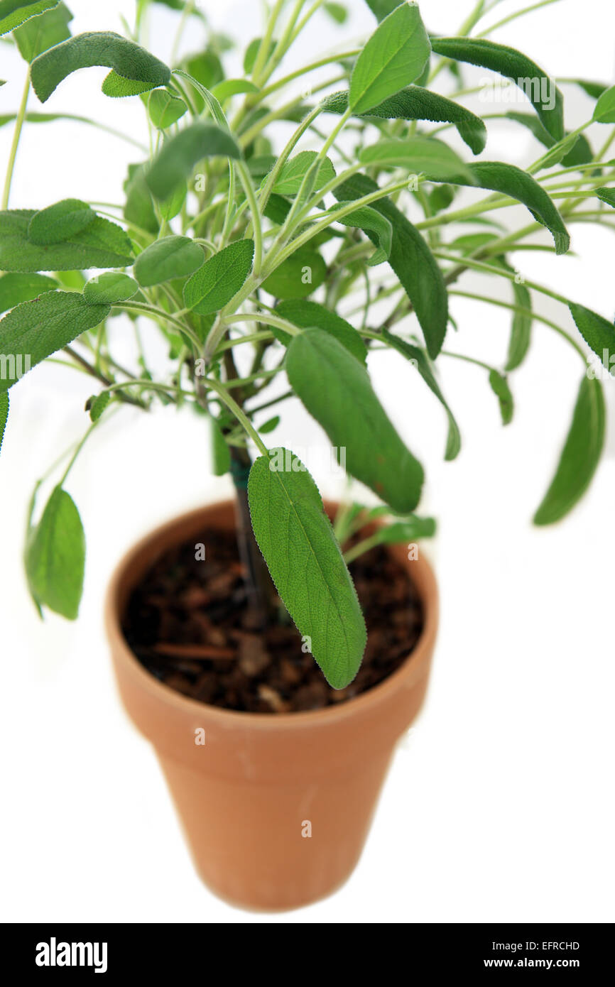 Sage plant in a ceramic pot isolated on a white background Stock Photo ...
