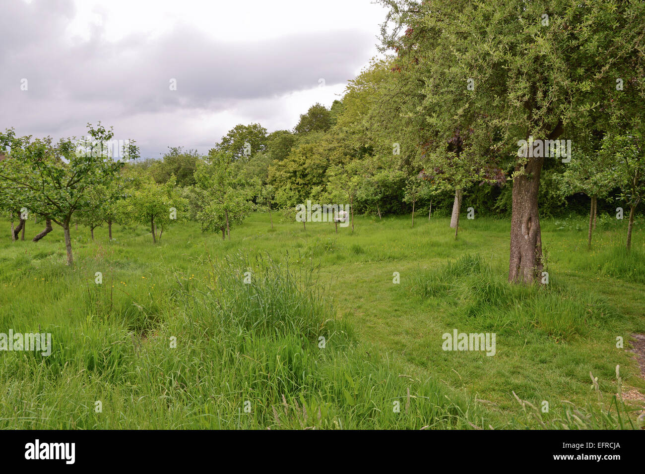Apple tree orchard Stock Photo - Alamy