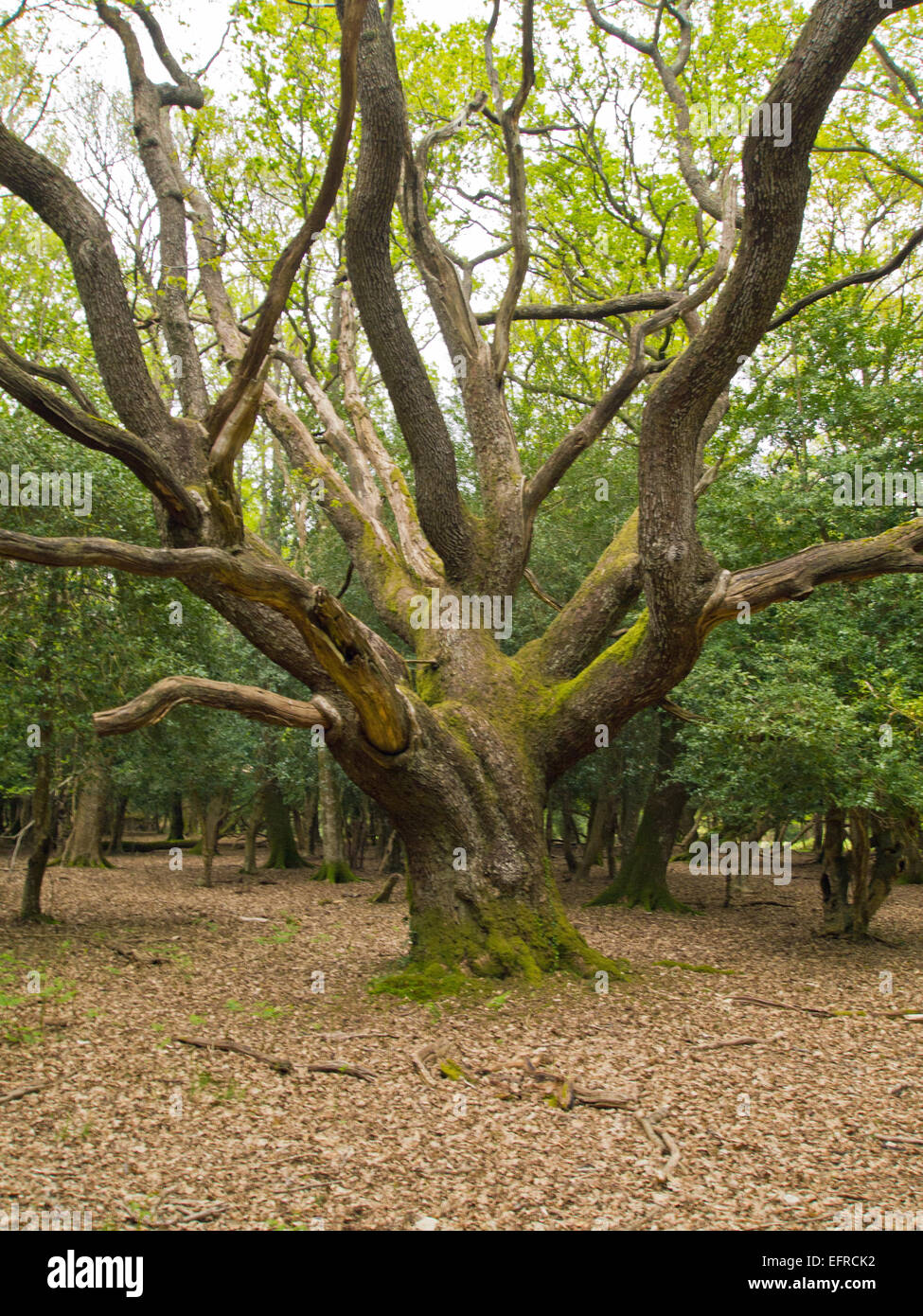 Trees in the new forest hi-res stock photography and images - Alamy