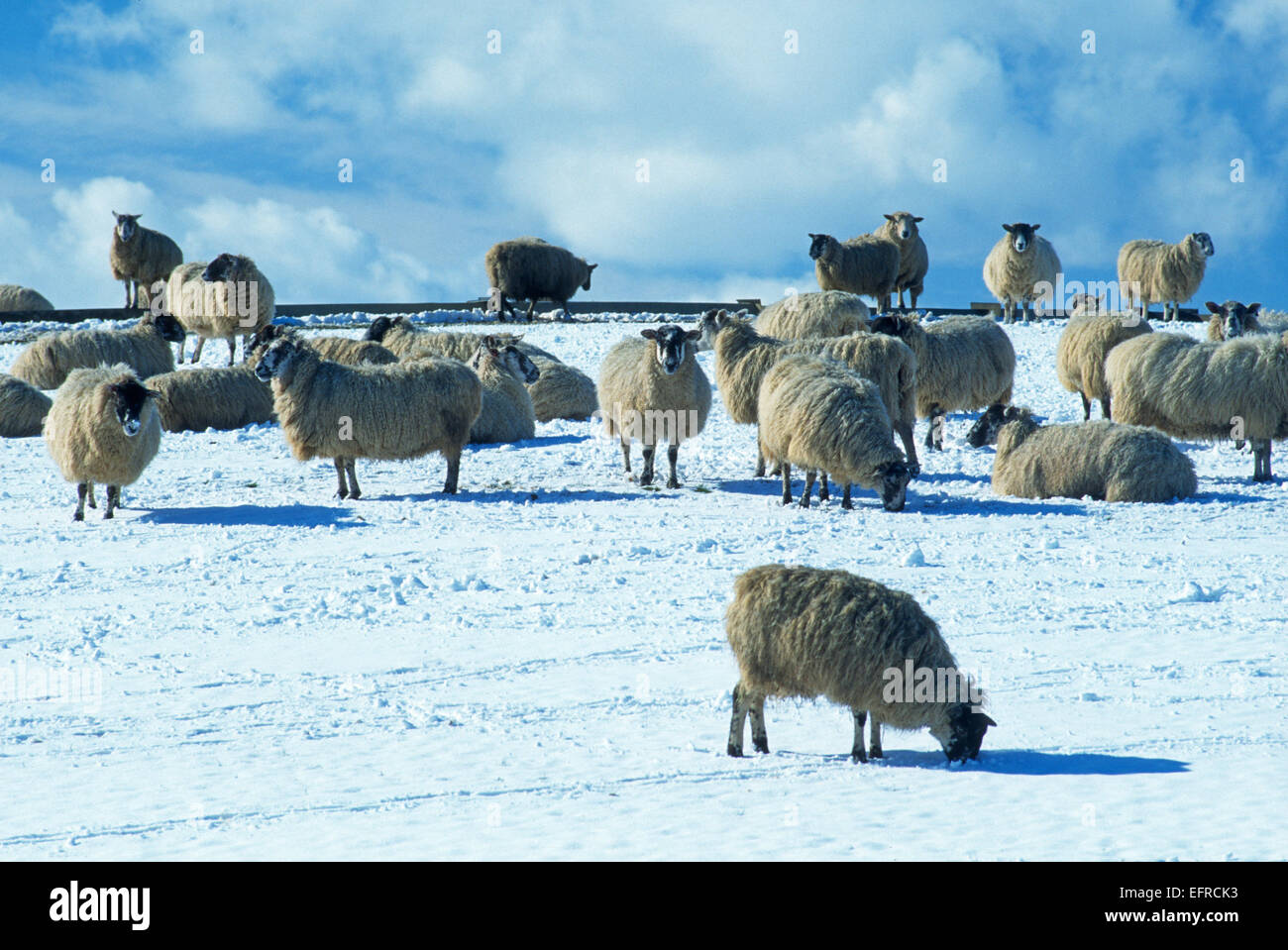 A flock of sheep in the snow, Cotswolds, England UK Stock Photo - Alamy