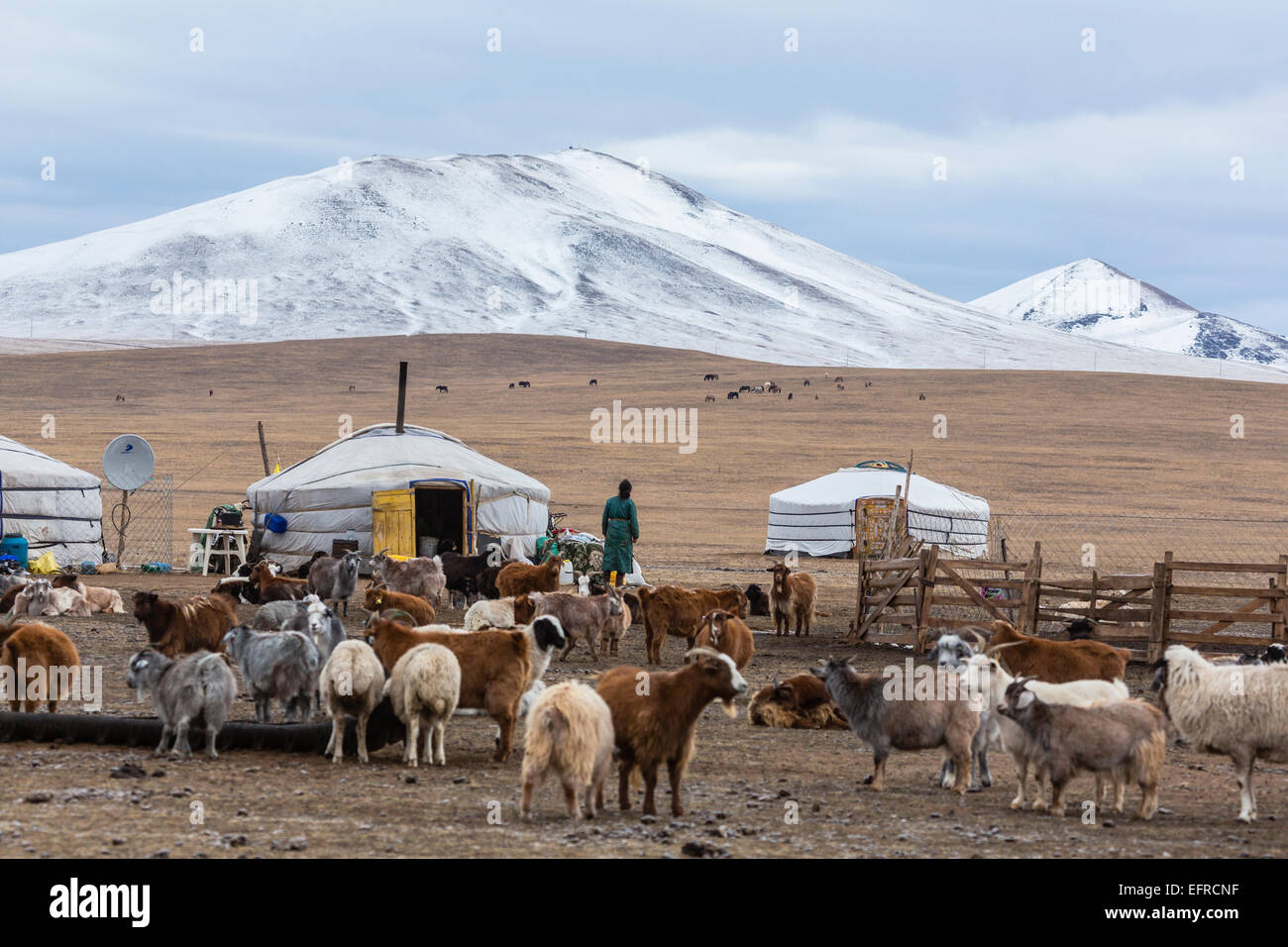 Cashmere Goats Grazing in Mongolia Stock Photo - Alamy