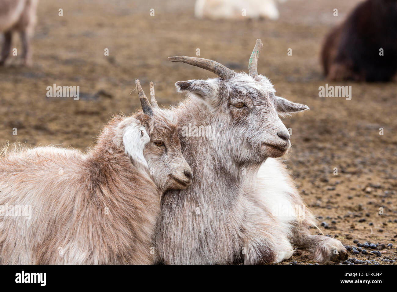 Cashmere Goats, Mongolia Stock Photo - Alamy