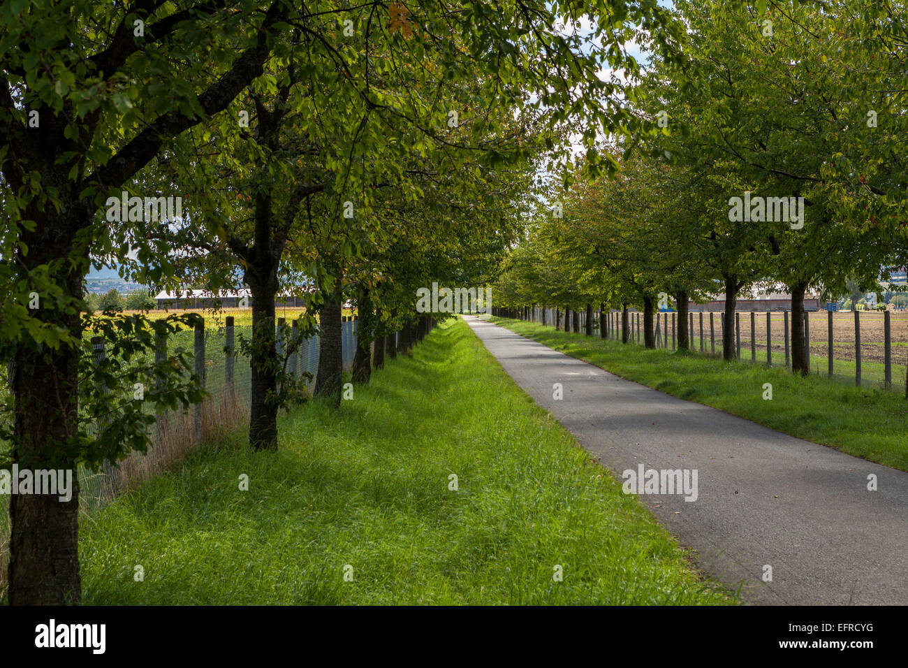 Scenic rural road lined on either side with leafy green trees and farm ...