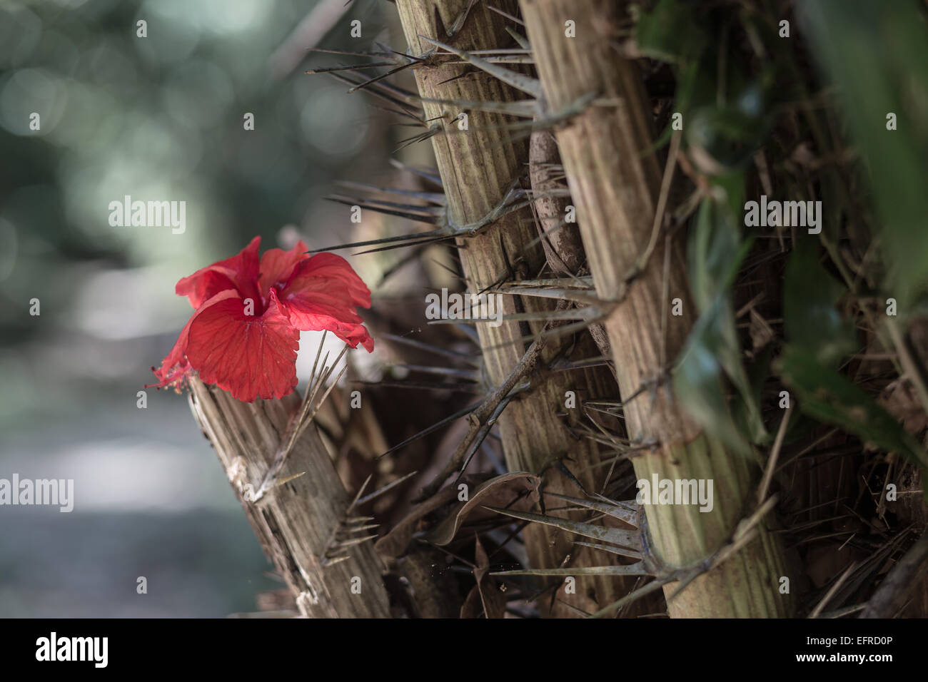 Bamboo tree flower hi-res stock photography and images - Alamy