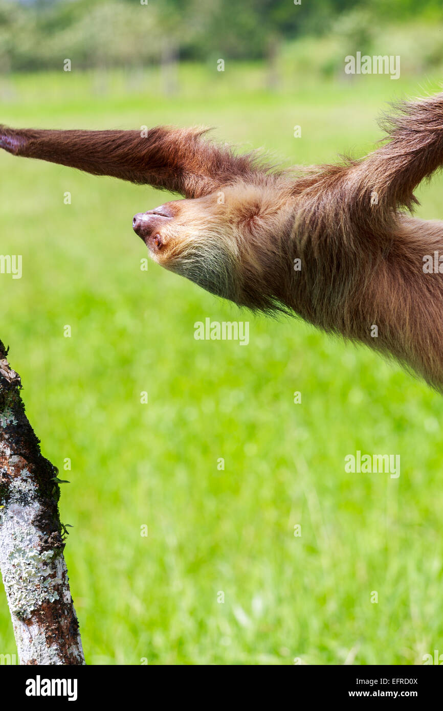 A two-toed sloth reaching toward a tree Stock Photo - Alamy