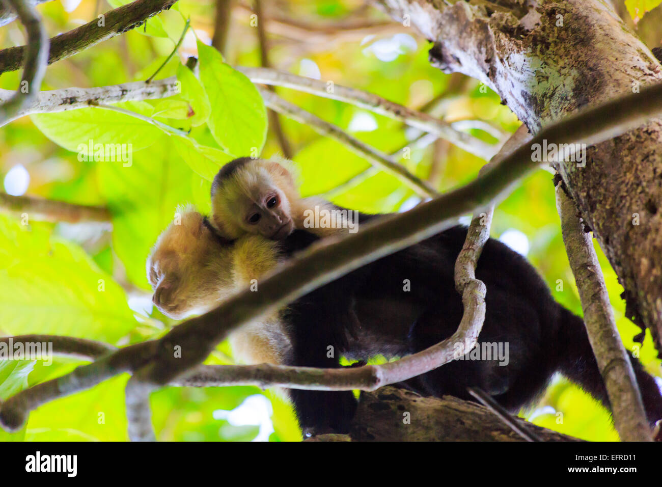 Capuchin mother and baby hi-res stock photography and images - Alamy