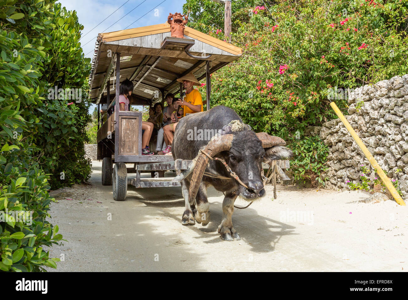 Buffalo Cart, Taketomi, Okinawa, Japan Stock Photo - Alamy