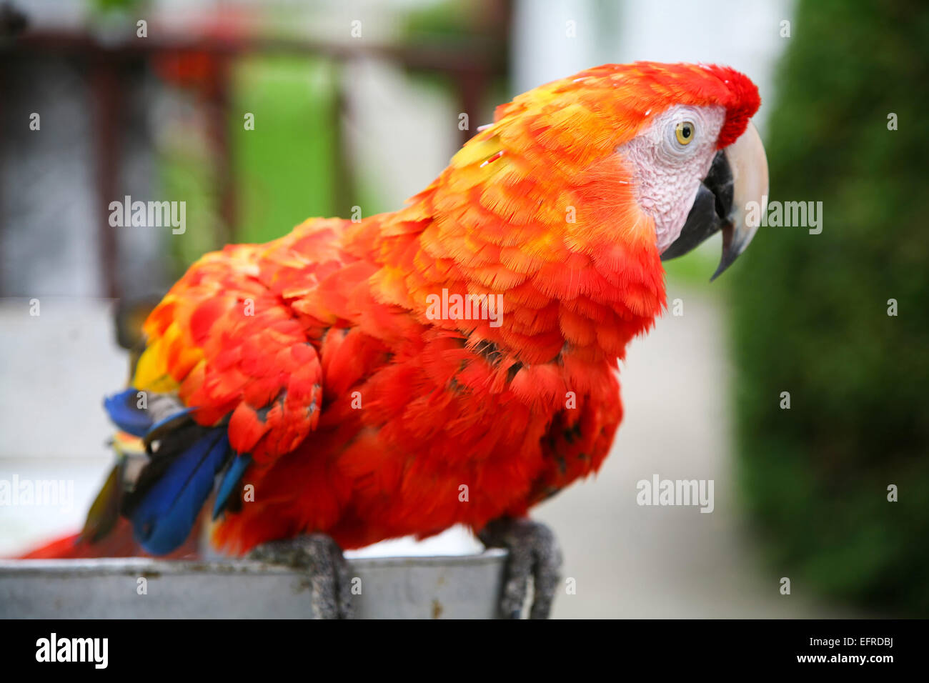A side view of colorful scarlet macaw parrot Stock Photo - Alamy