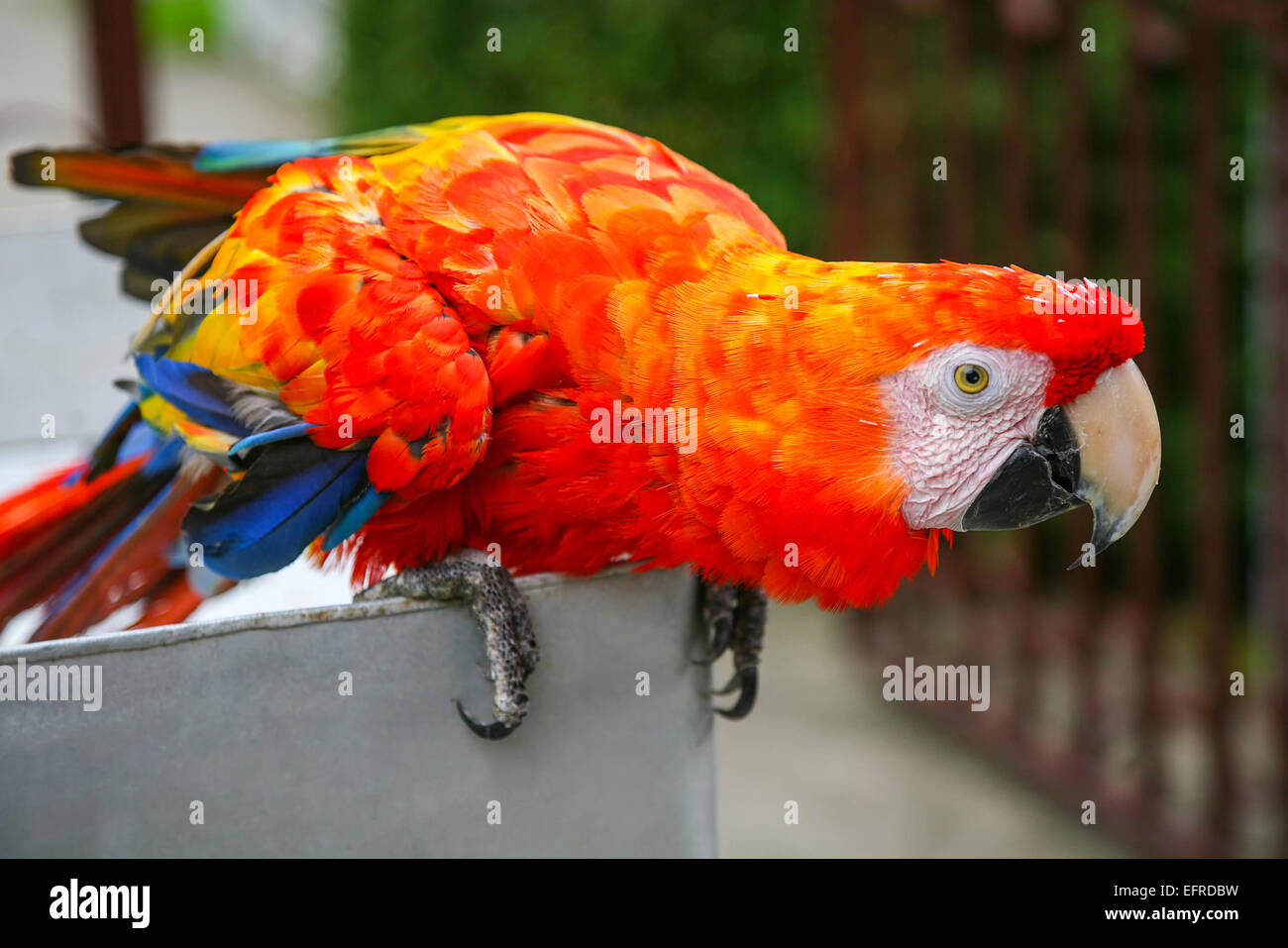 A side view of colorful scarlet macaw parrot Stock Photo - Alamy