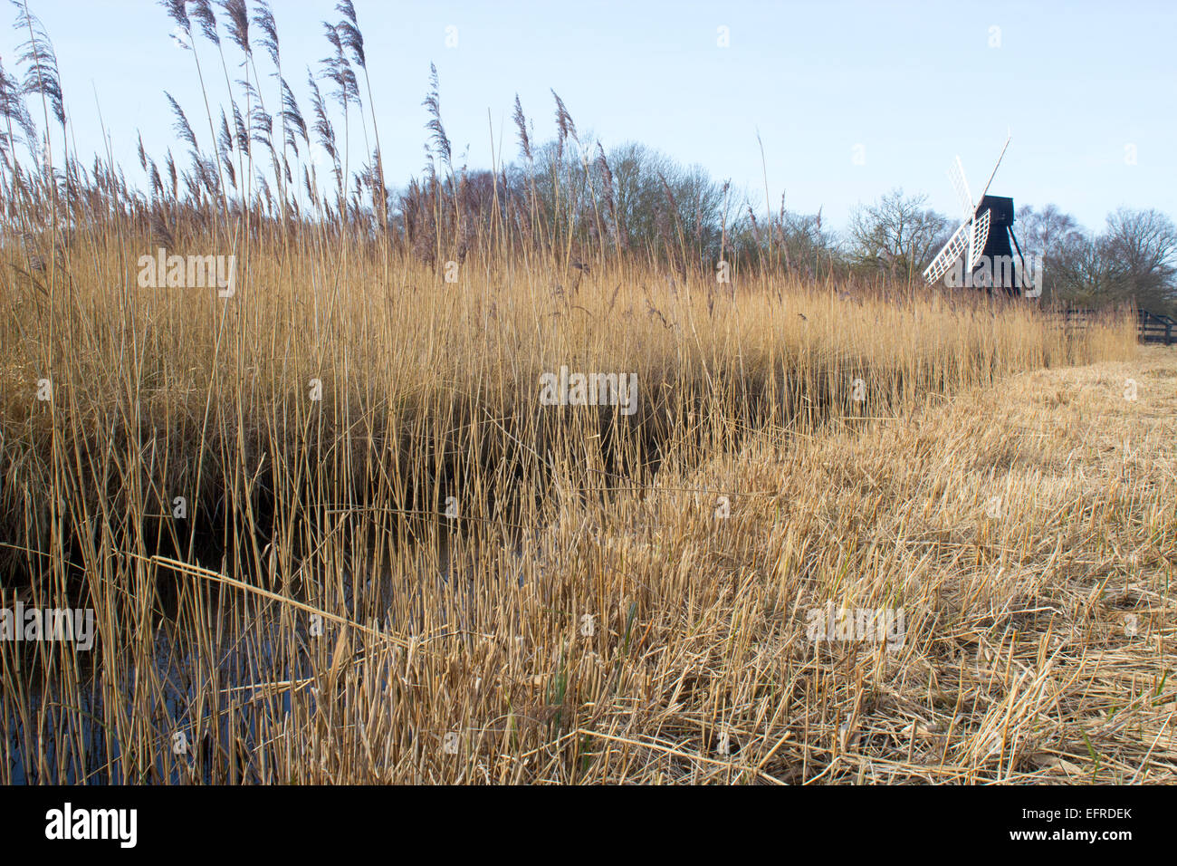 Fenland Wicken Fen Reeds and Windmill Stock Photo - Alamy