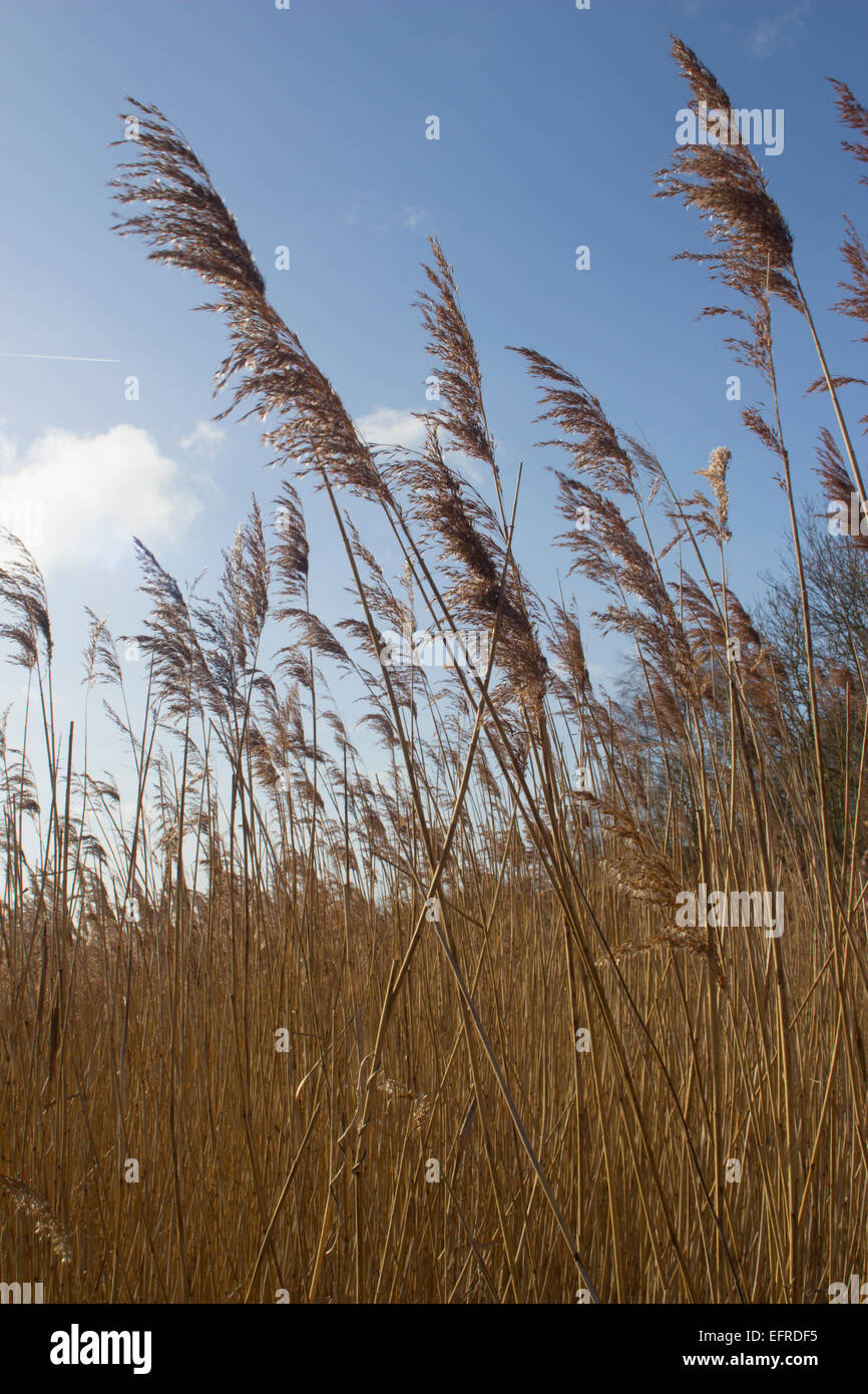 Reeds growing out of roof hi-res stock photography and images - Alamy
