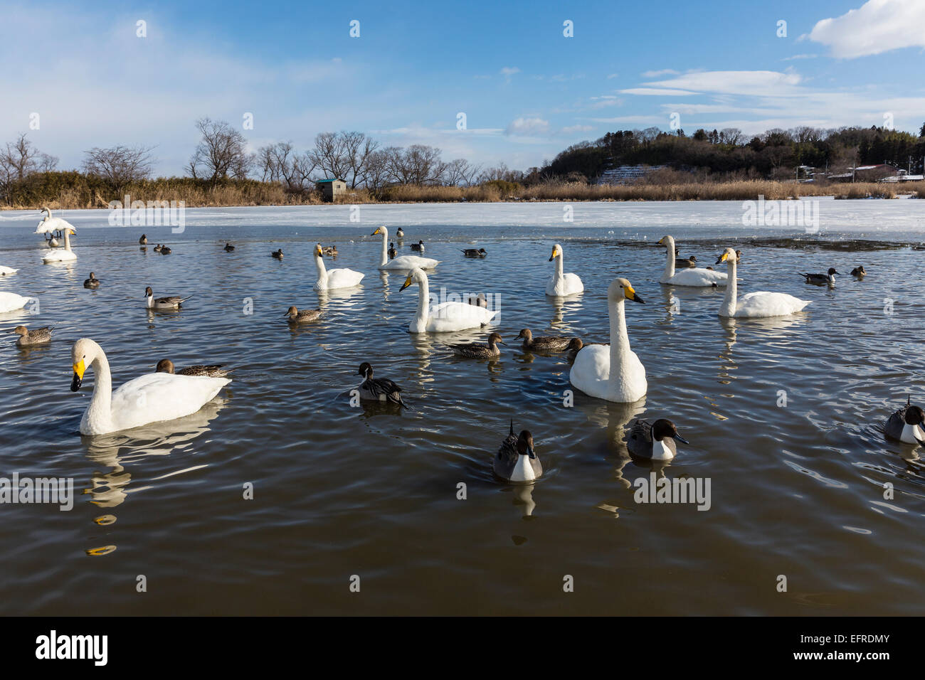 Swans at Lake Izunuma, Miyagi, Japan Stock Photo - Alamy