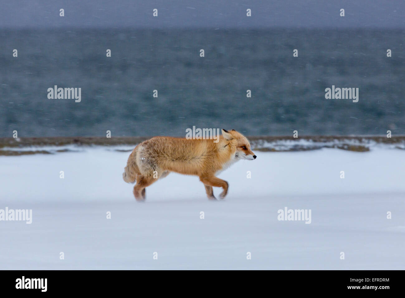 Walkinging hi-res stock photography and images - Alamy