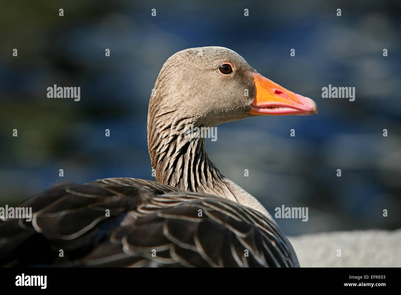 A profile of a duck with an orange beak Stock Photo - Alamy