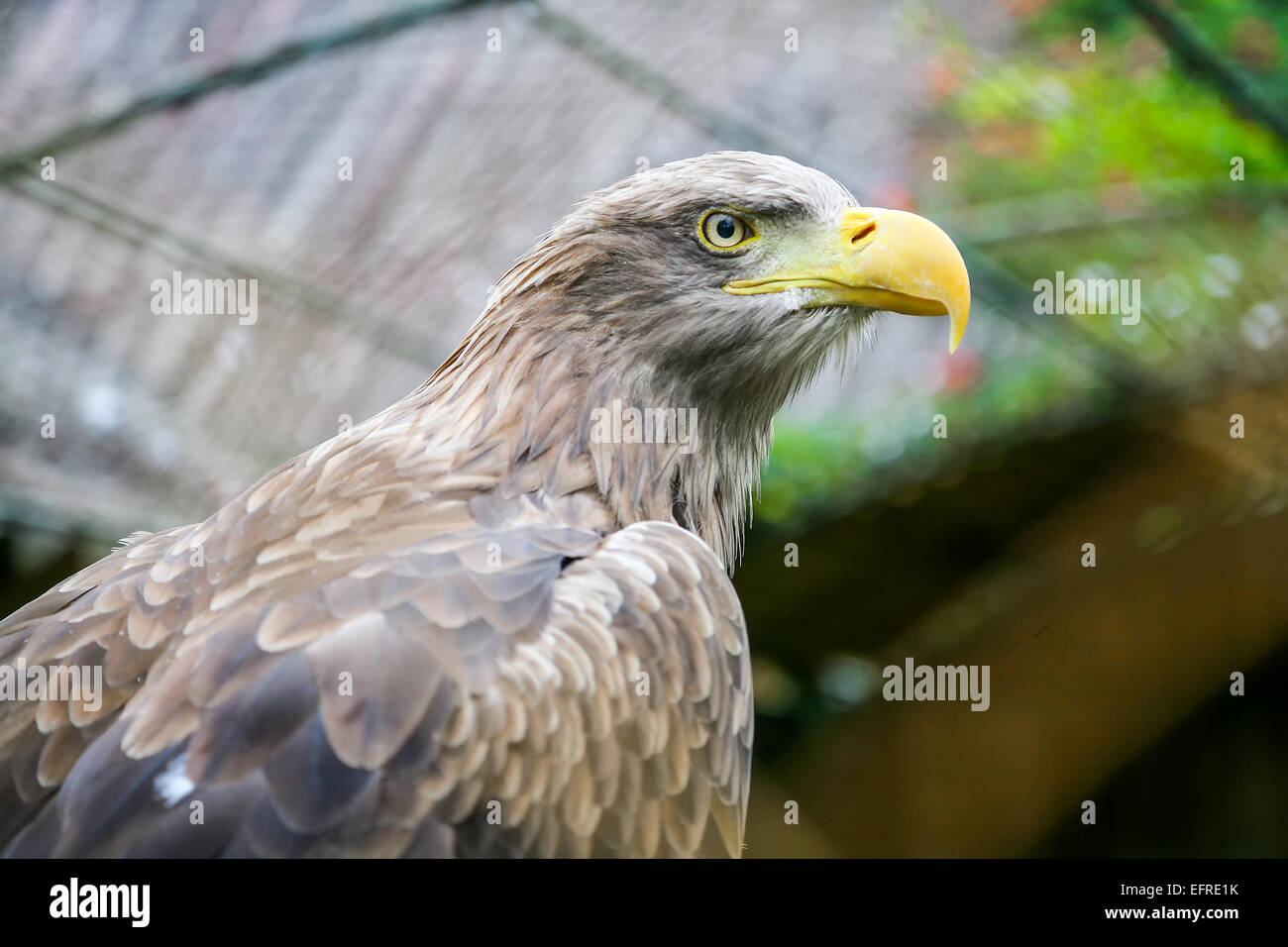 A profile of a white tailed eagle in a zoo Stock Photo - Alamy