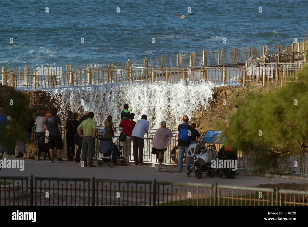 People watching the sea lions in the zoo park mini of the Magdalena in ...