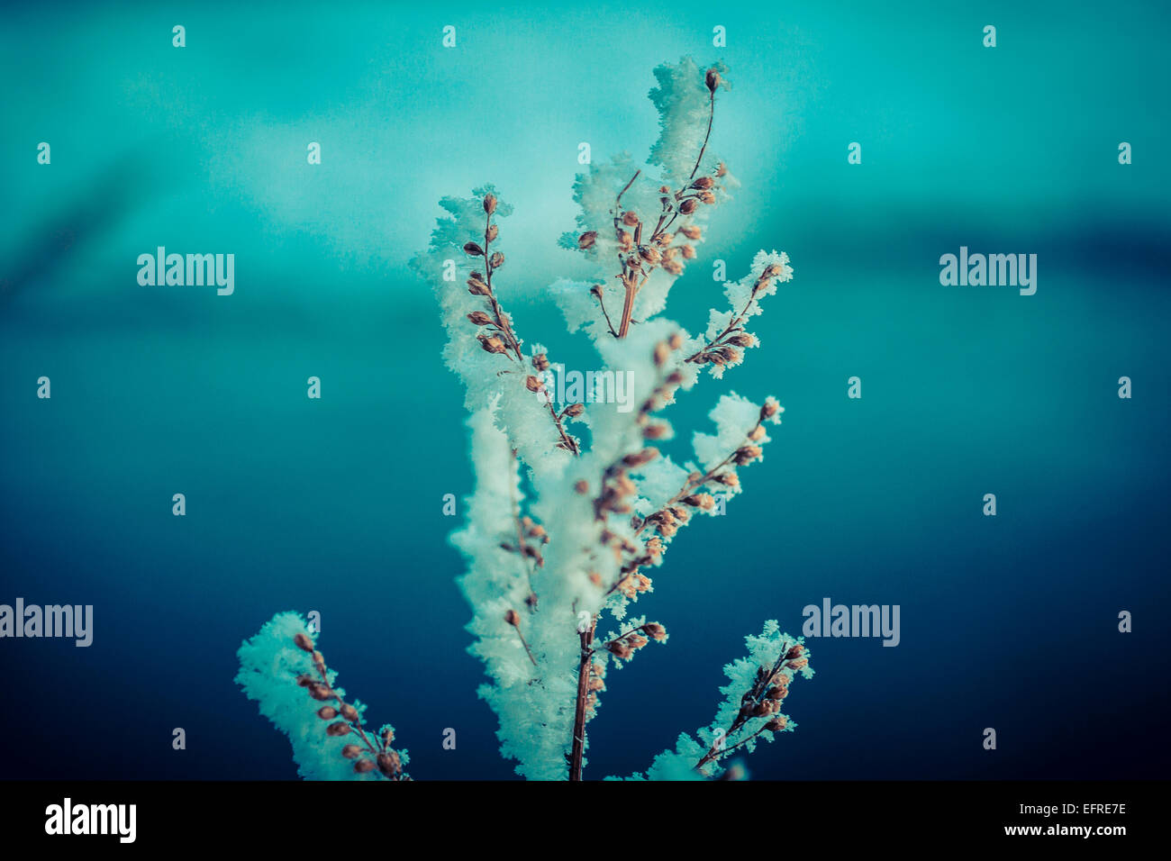 Snowy grass hi-res stock photography and images - Alamy