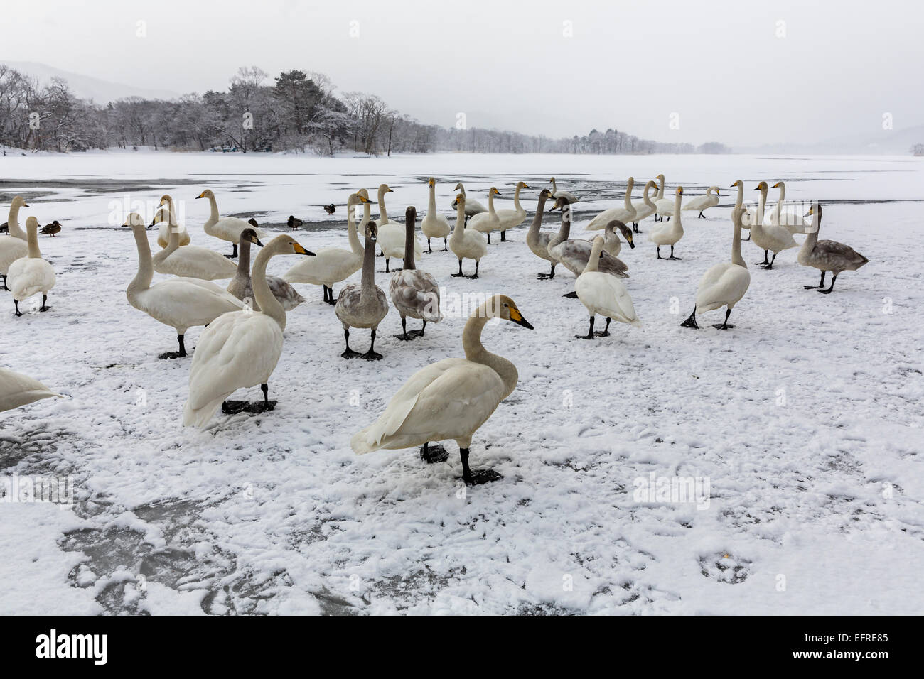 Swans at Lake Onuma, Hokkaido, Japan Stock Photo - Alamy