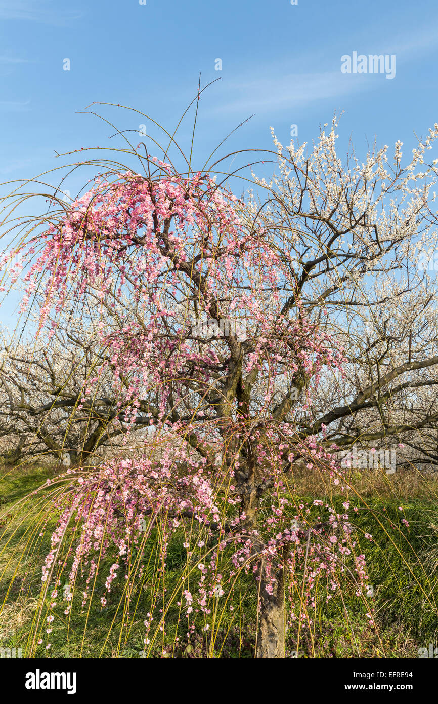 Soga Plum Tree, Kanagawa, Japan Stock Photo - Alamy