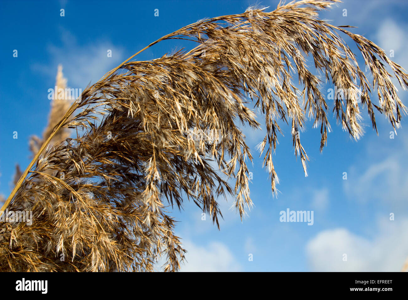 Fen reed hi-res stock photography and images - Alamy