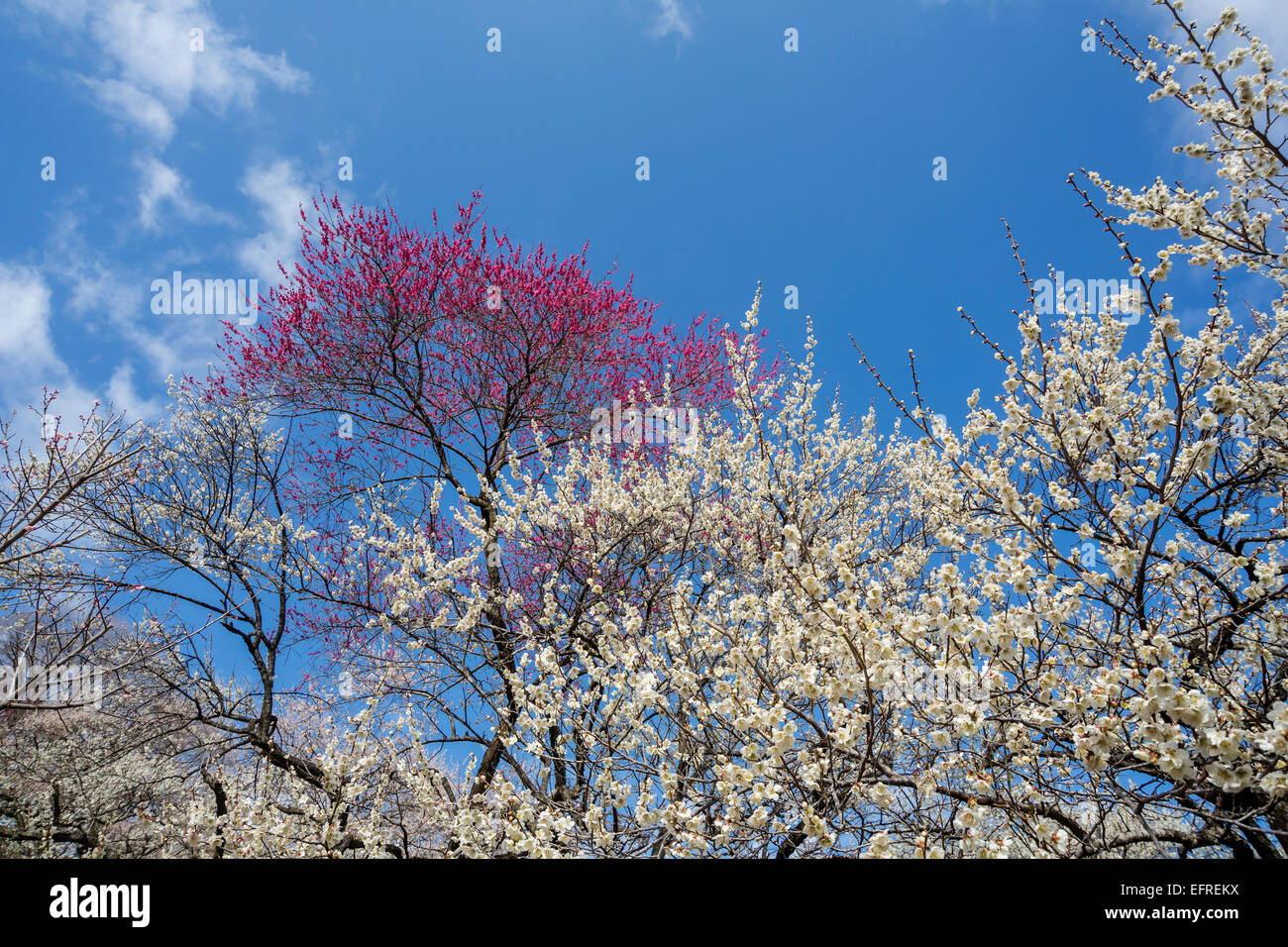 Yoshino Baigo (Plum Village), Tokyo, Japan Stock Photo - Alamy