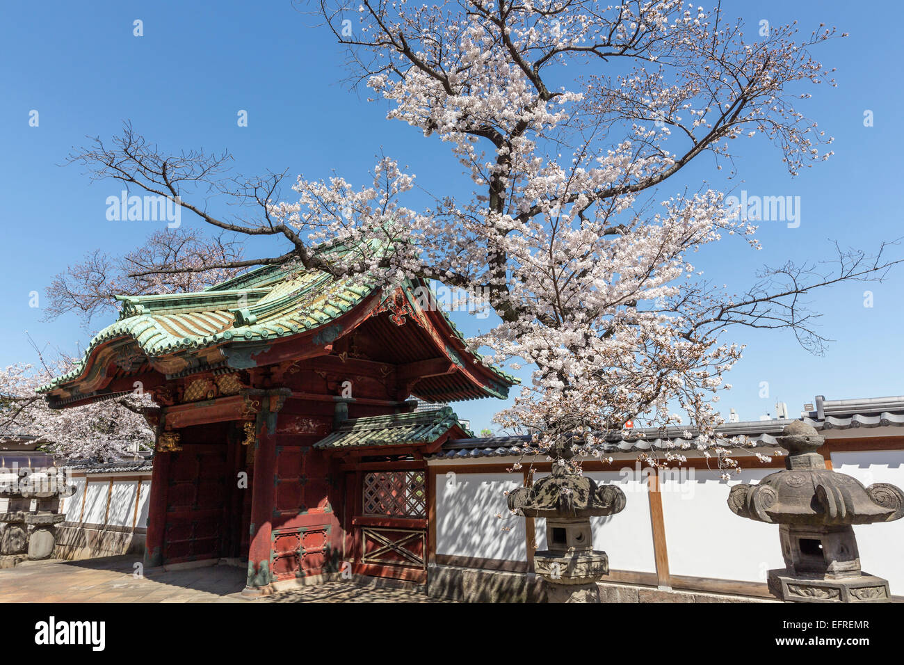 Gate of the Temple and Cherry Blossoms, Tokyo Stock Photo - Alamy
