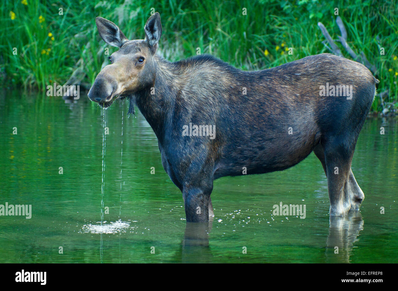 Female moose drinking and eating in a pond in Grand Teton National Park ...