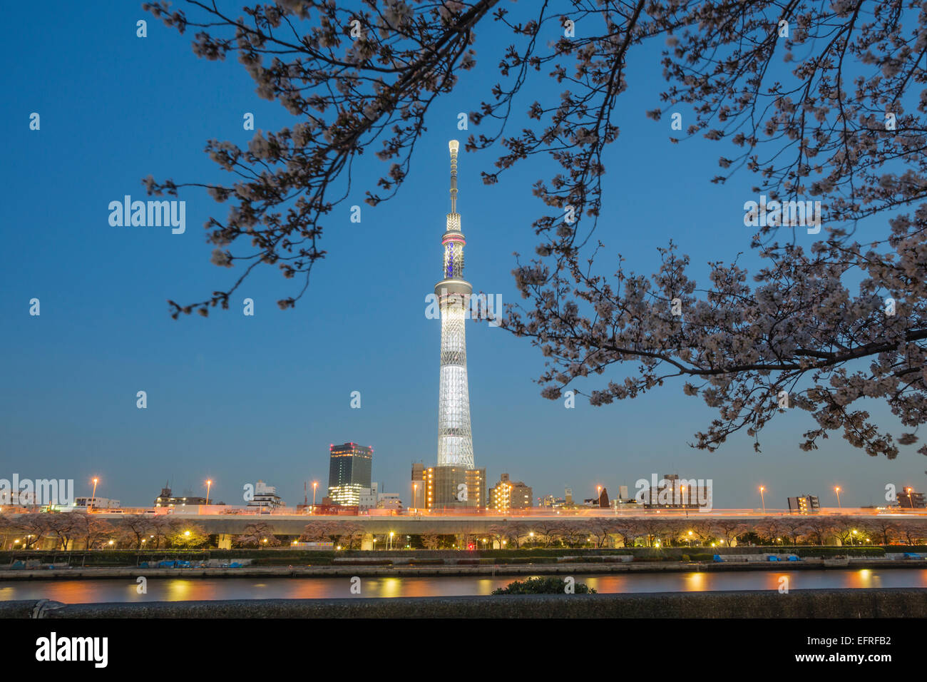 Tokyo Sky Tree Light up and Cherry Blossoms, Tokyo, Japan Stock Photo ...