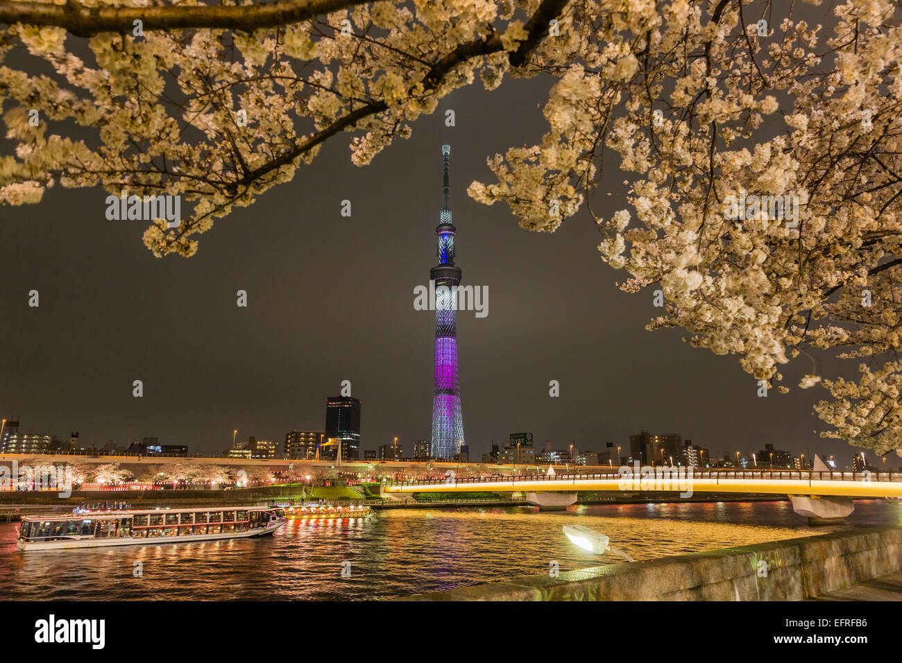Tokyo Sky Tree Light up and Cherry Blossoms, Tokyo, Japan Stock Photo ...