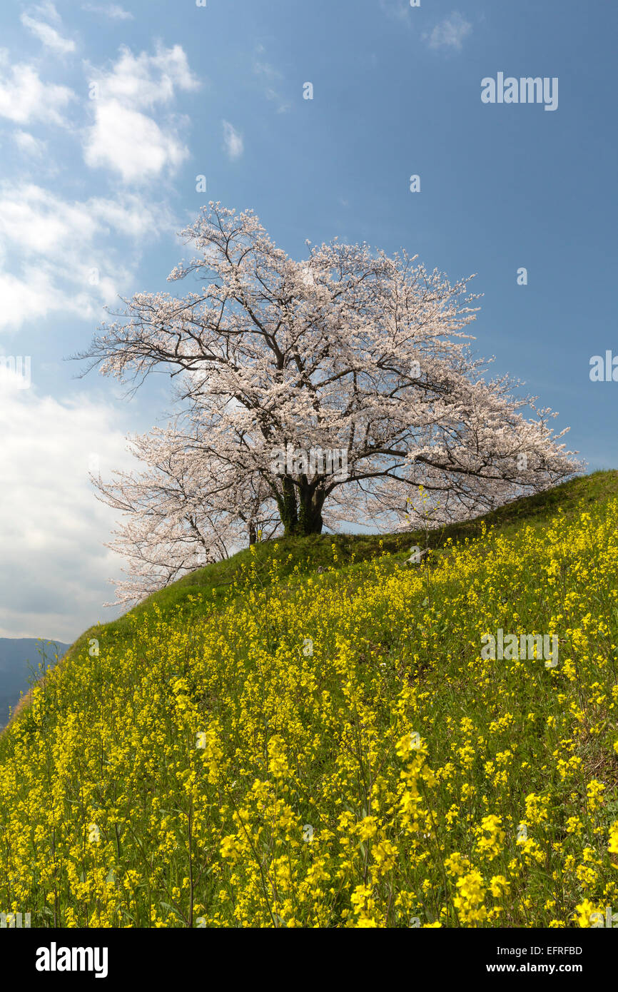 Cherry Blossoms and Field Mustard, Kanagawa, Japan Stock Photo - Alamy
