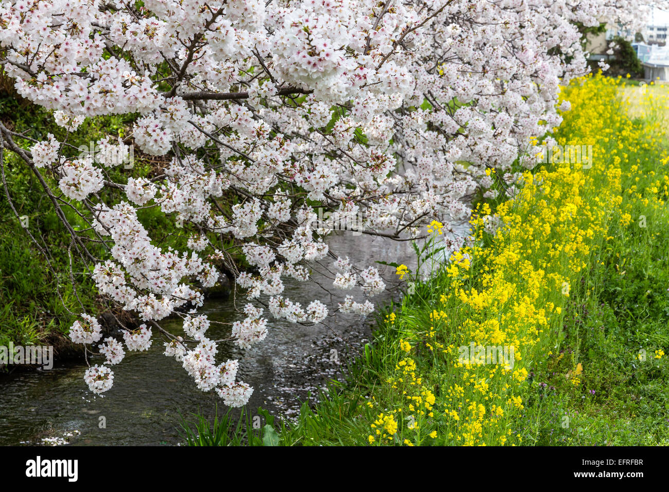 Cherry Blossoms and Field Mustard, Kanagawa, Japan Stock Photo - Alamy