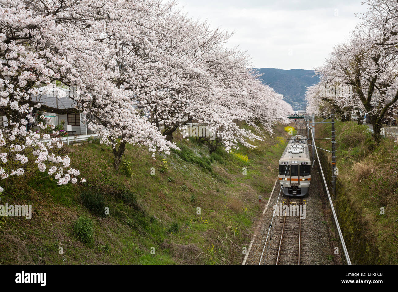Blossoms cherry wood hi-res stock photography and images - Alamy
