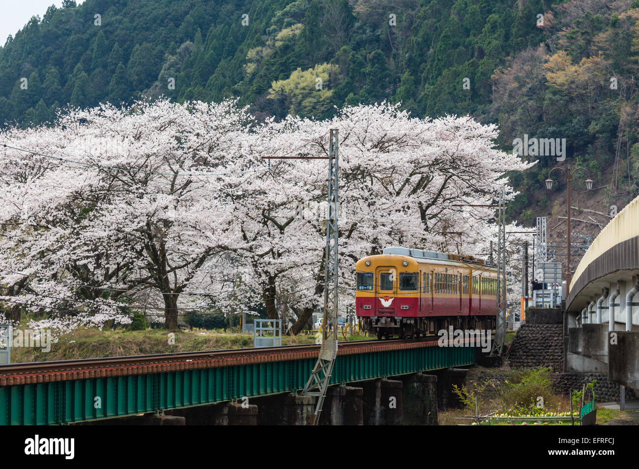 Train and Cherry Blossoms, Kanagawa, Japan Stock Photo - Alamy