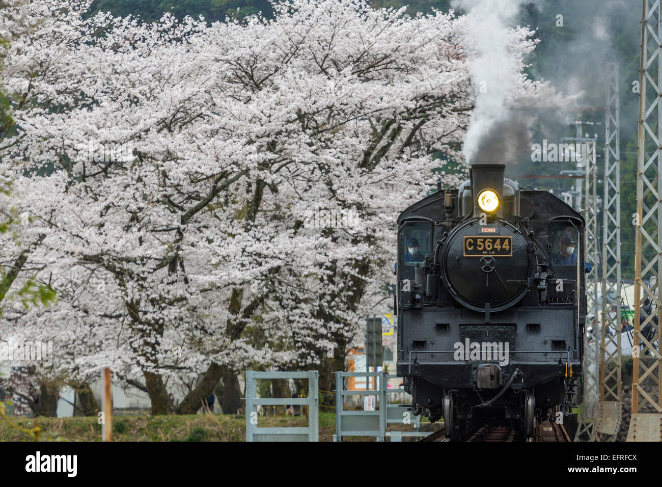 Steam Locomotive and Cherry Blossoms, Kanagawa, Japan Stock Photo - Alamy